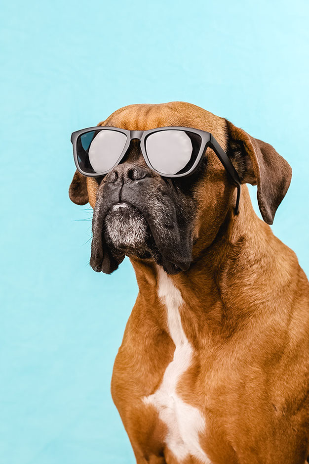 Wags | Olive Animal Hospital in Danville Indiana